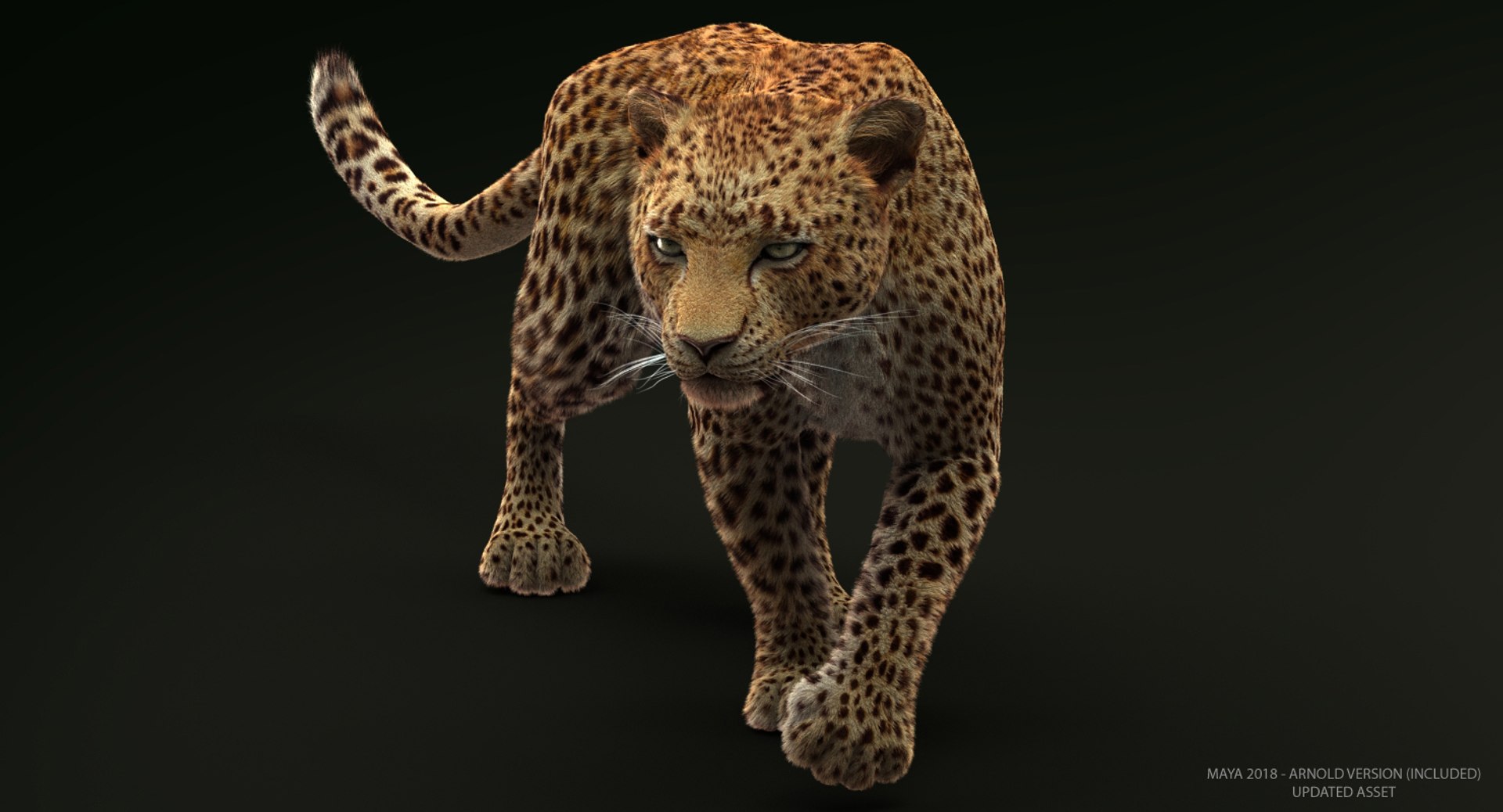 Maya Leopard Rigged Fur Animations