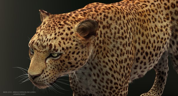 maya leopard rigged fur animations