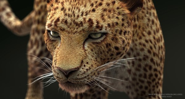 maya leopard rigged fur animations