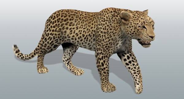 maya leopard rigged fur animations