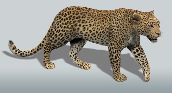 maya leopard rigged fur animations