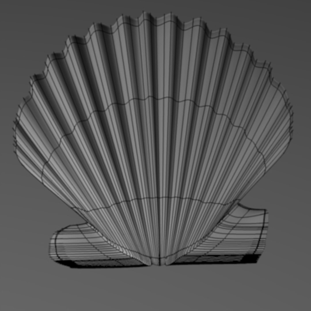 3d Shell Seashell