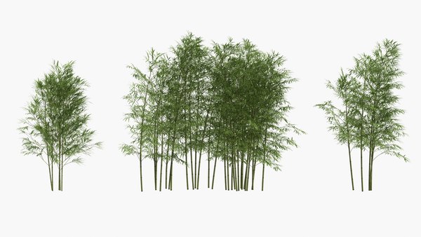 Bamboo 3D Models for Download | TurboSquid
