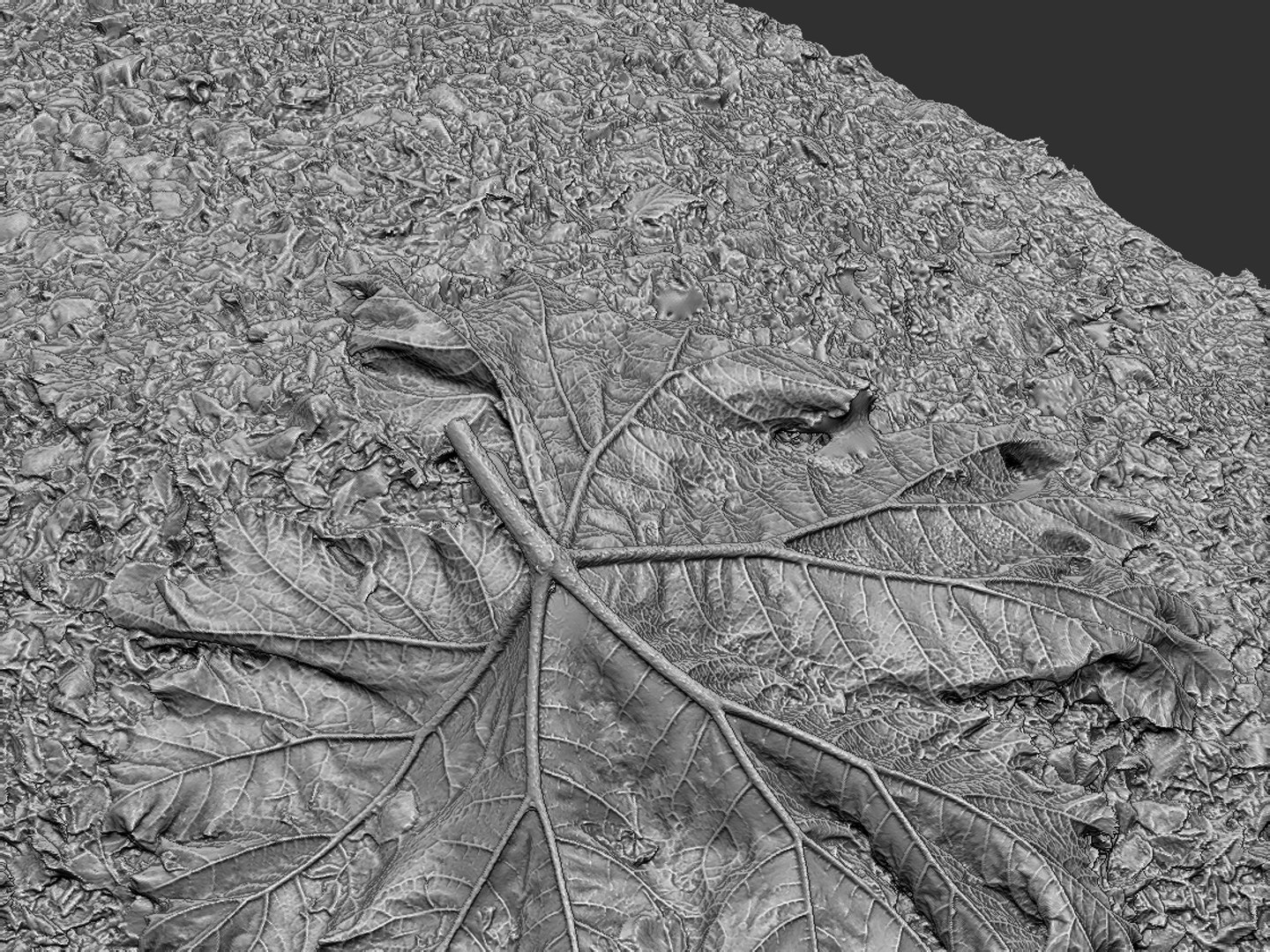 3D Hd Leaf Model - TurboSquid 1216686