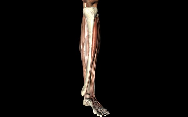 3d medically accurate ankle joint model