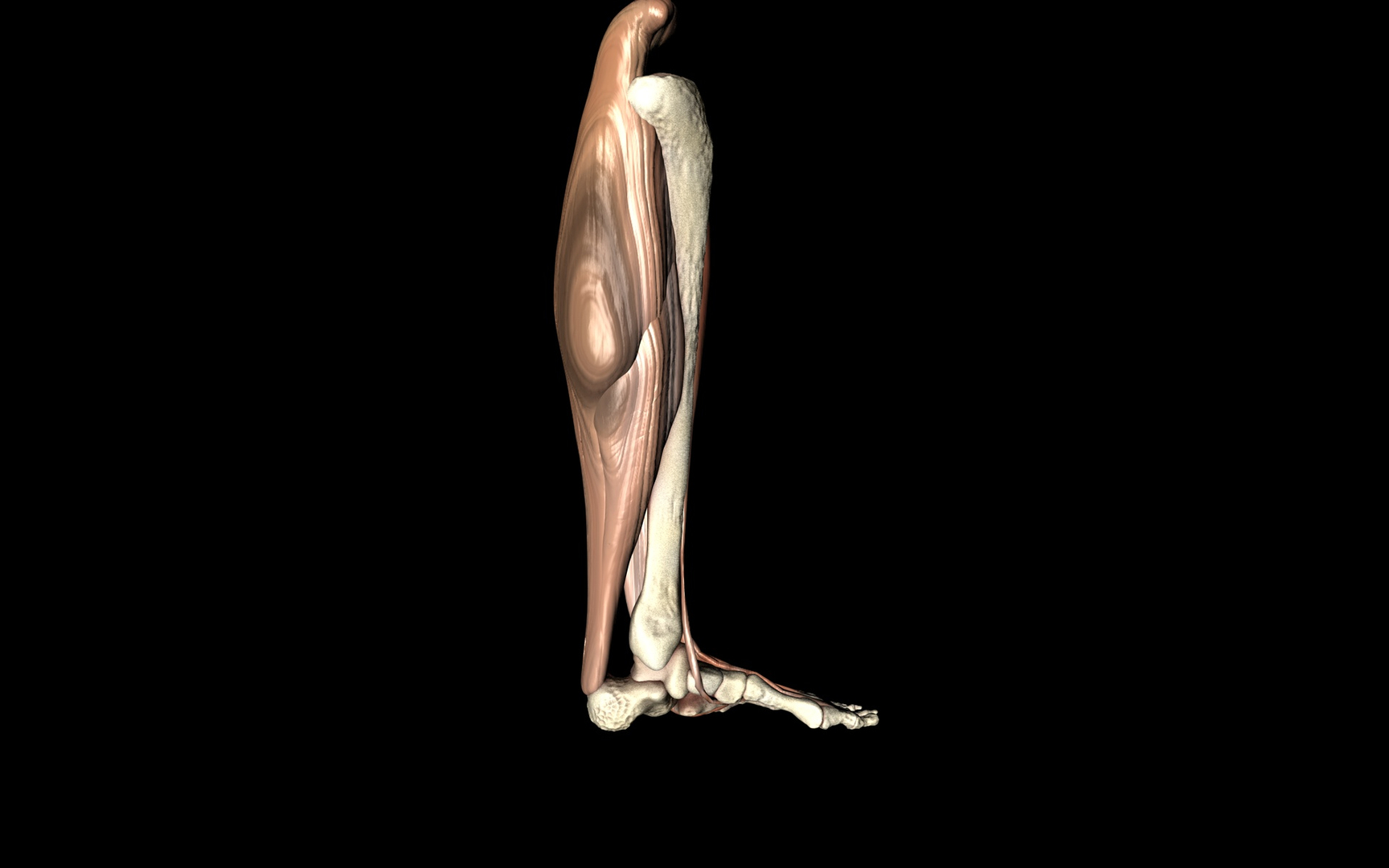 3d medically accurate ankle joint model