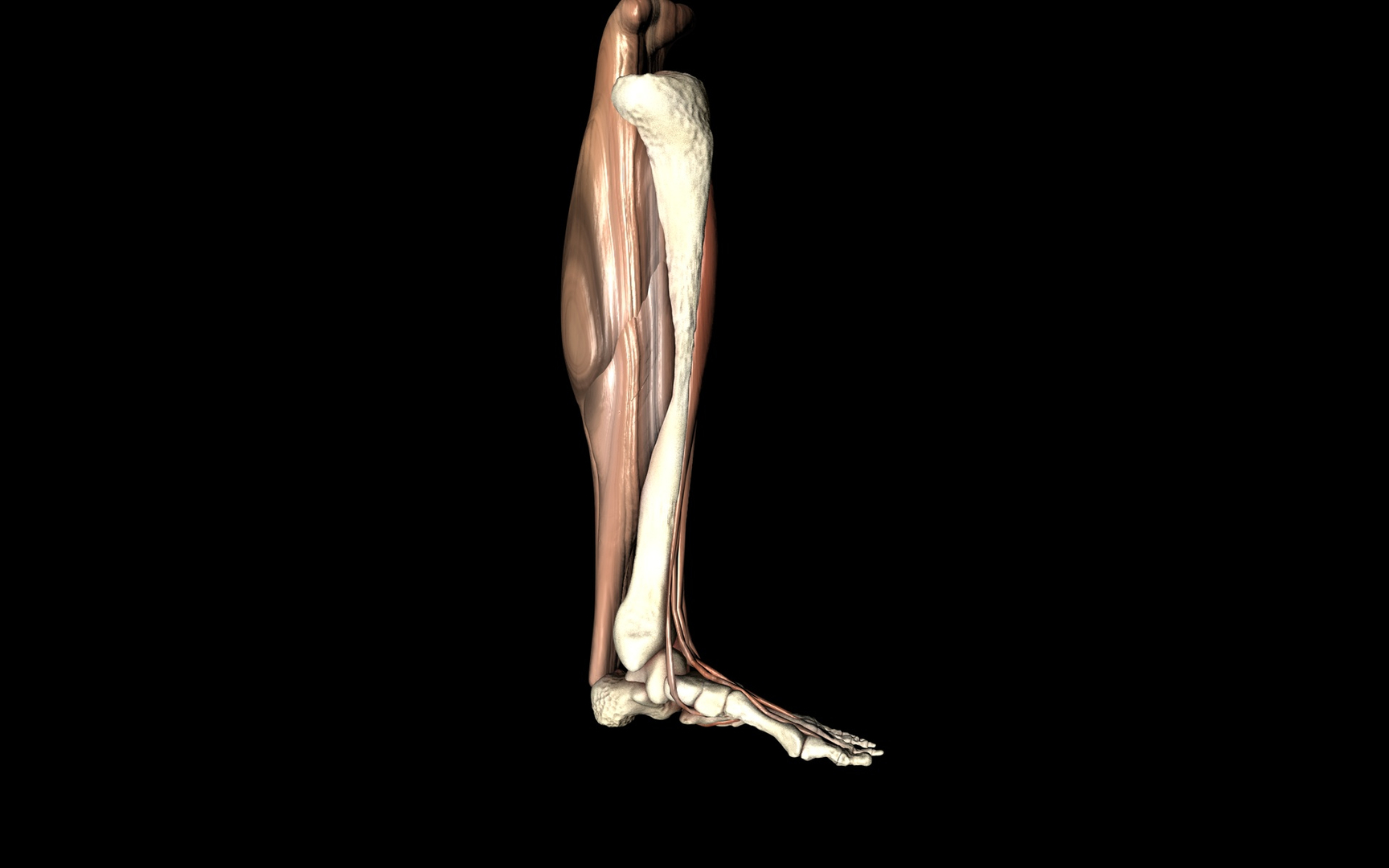 3d medically accurate ankle joint model
