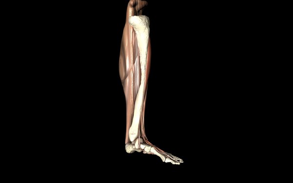 3d medically accurate ankle joint model