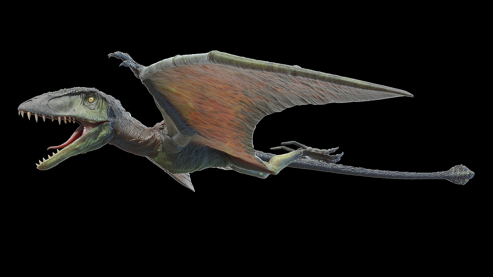 Dimorphodon 3D Model - TurboSquid 1659026