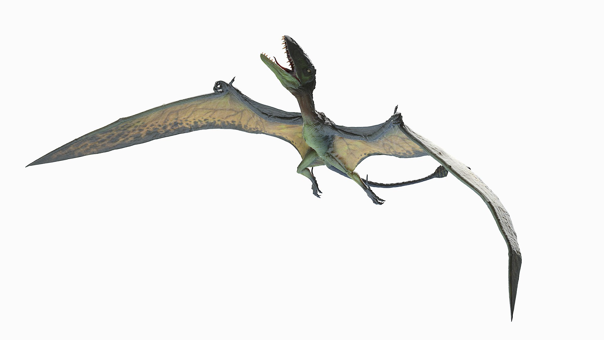 Dimorphodon 3D Model - TurboSquid 1659026