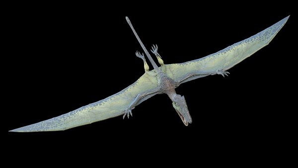 Dimorphodon 3D model - TurboSquid 1659026