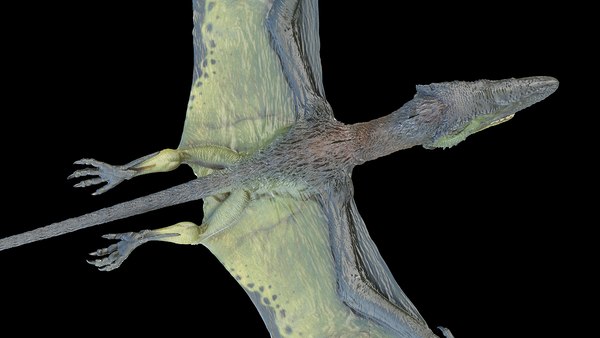 Dimorphodon 3D model - TurboSquid 1659026