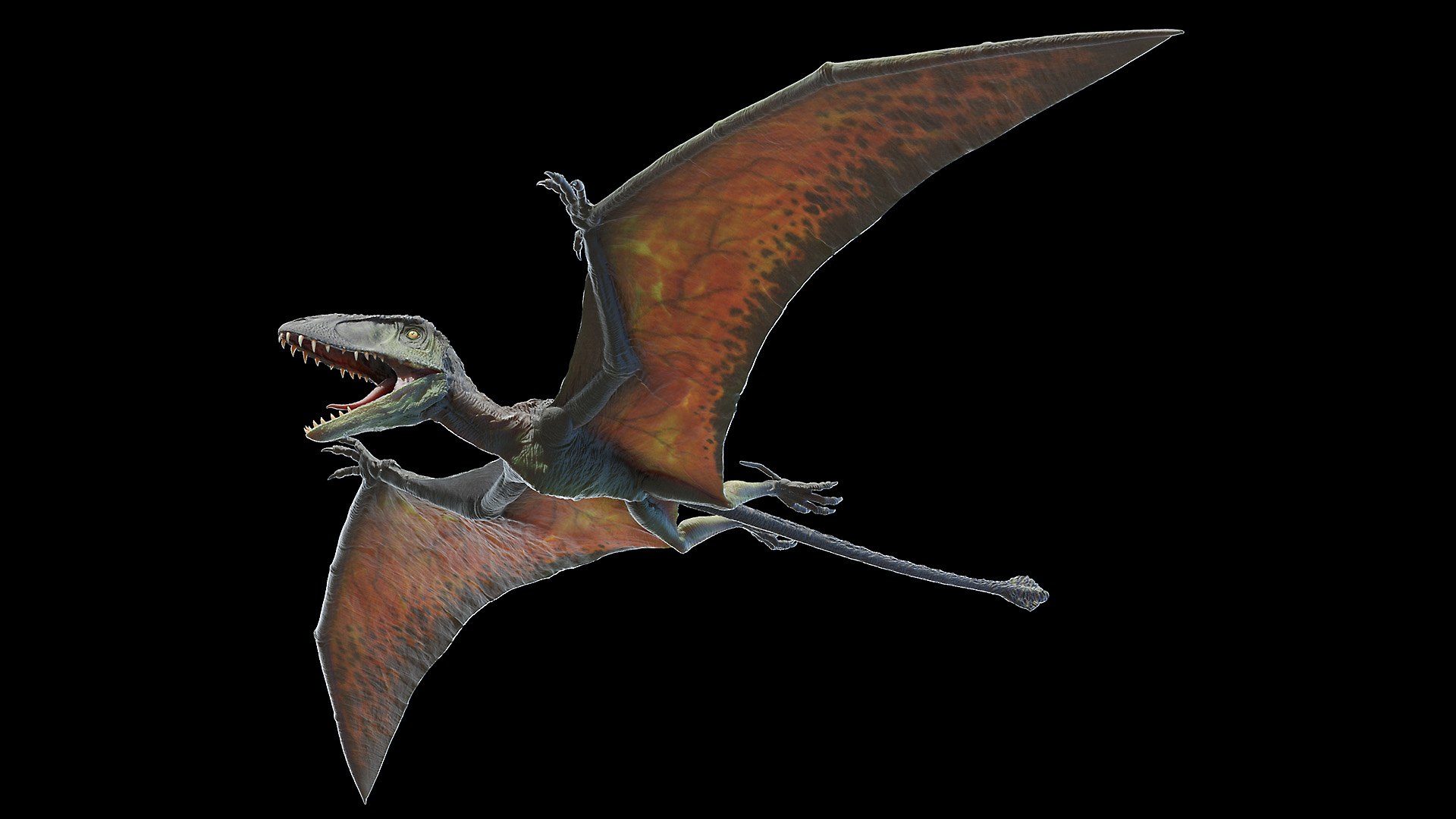 Dimorphodon 3D Model - TurboSquid 1659026