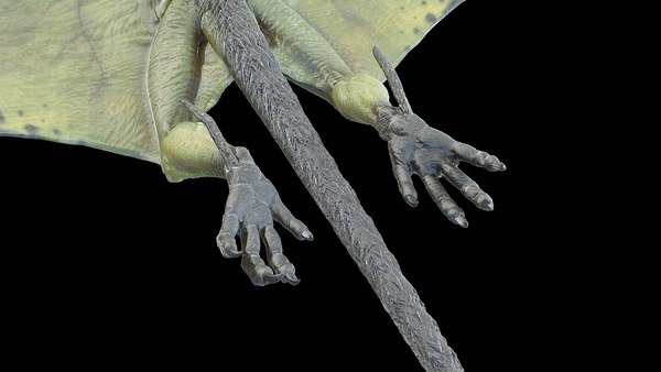 Dimorphodon 3D model - TurboSquid 1659026