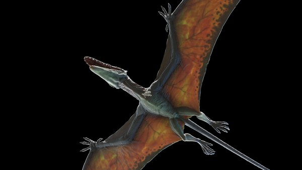 Dimorphodon 3D model - TurboSquid 1659026