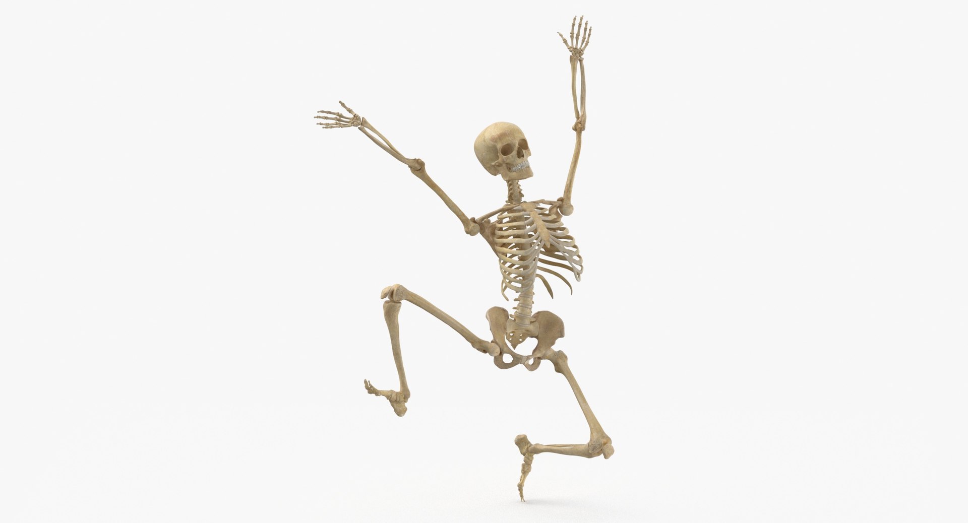 Real Human Female Skeleton Pose 72(1) 3D - TurboSquid 1726161