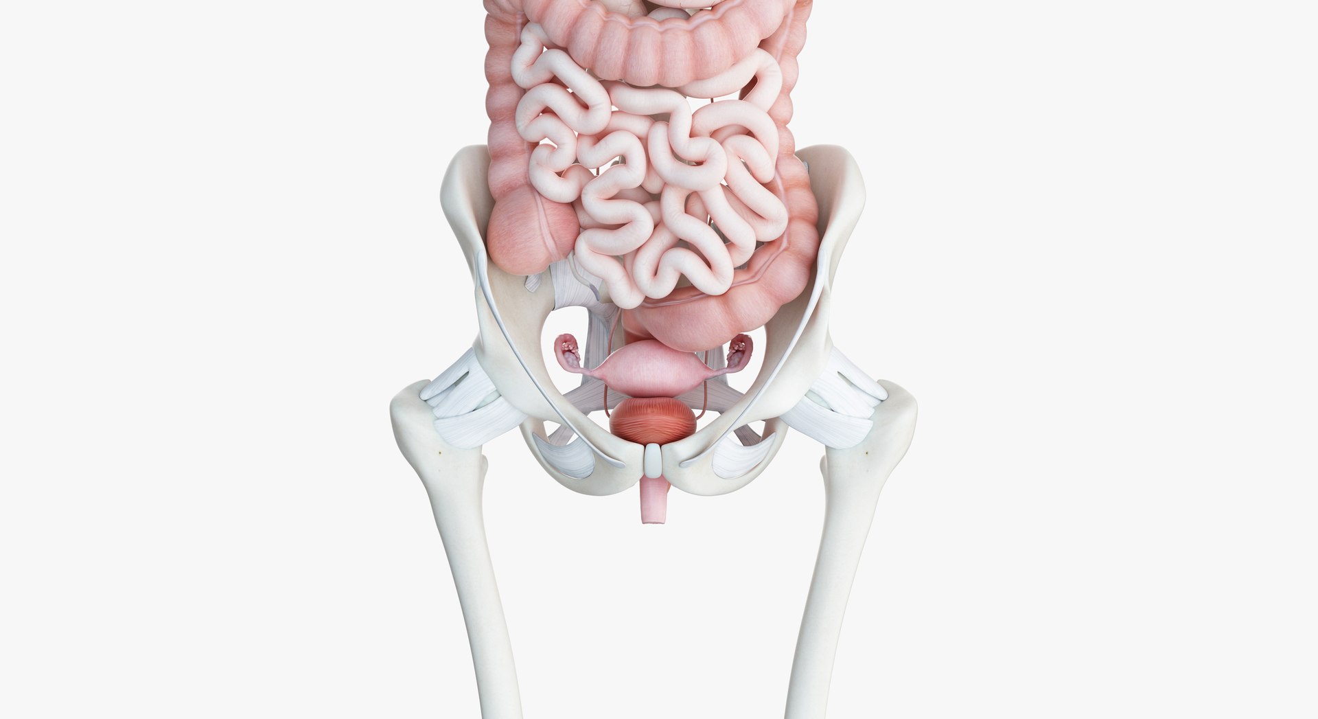 3D Skin Asian Female Skeleton - TurboSquid 1515163