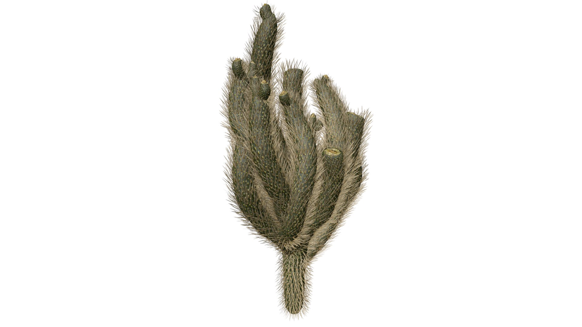 Cholla Cactus Plant - 03 - 3D Model - TurboSquid 2371922
