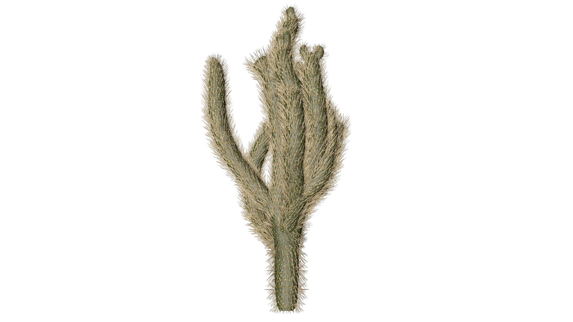 Cholla Cactus Plant Collection 3D - TurboSquid 2377978