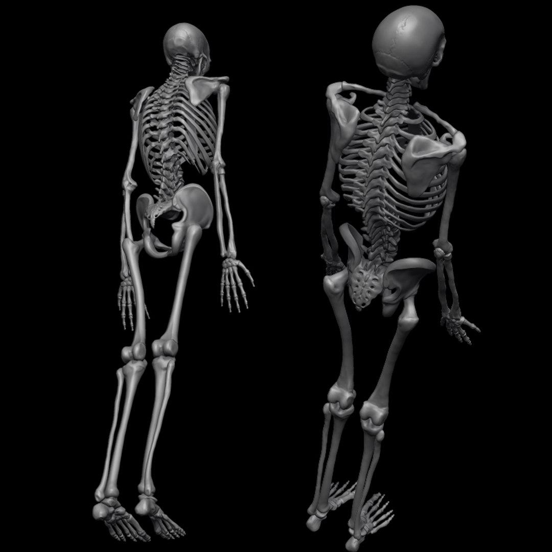 c4d male skeleton