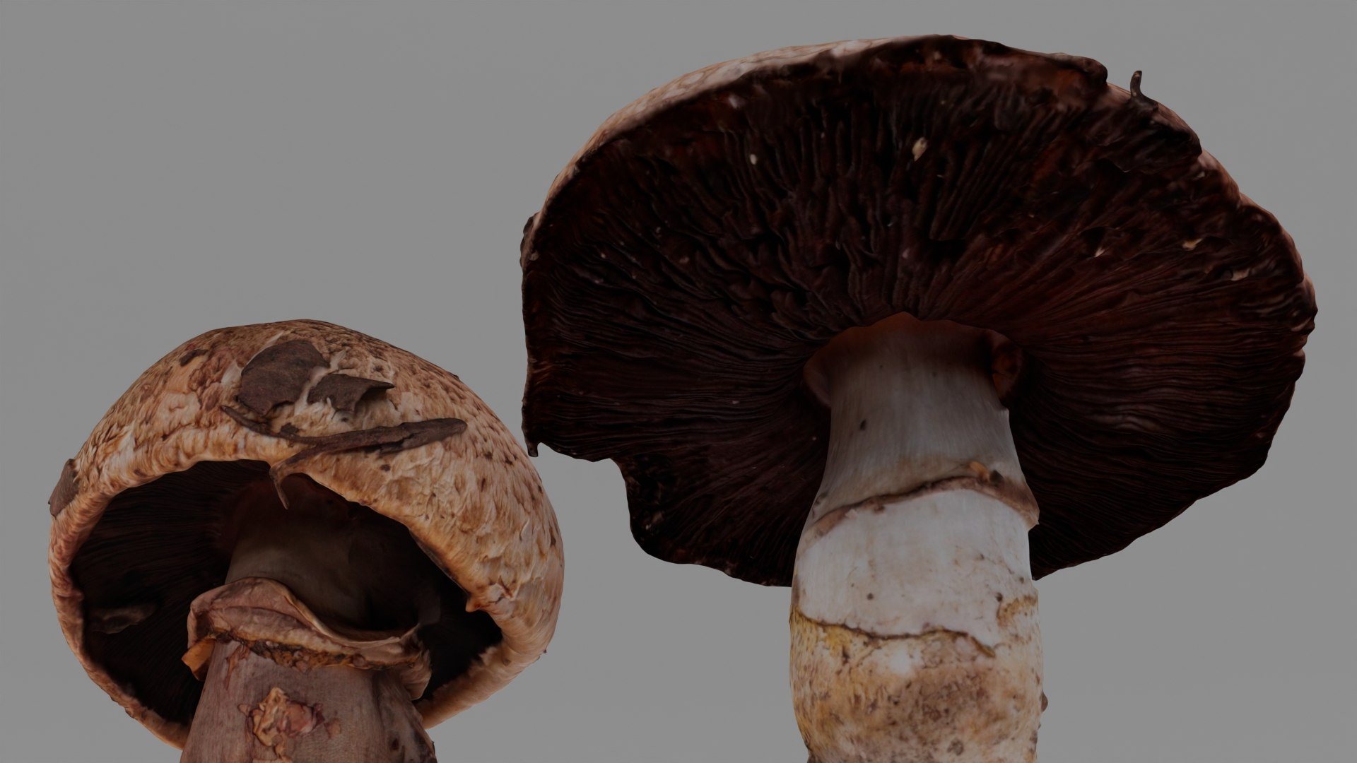 Mushrooms - Wild Agaricus 3D Model - TurboSquid 2509796