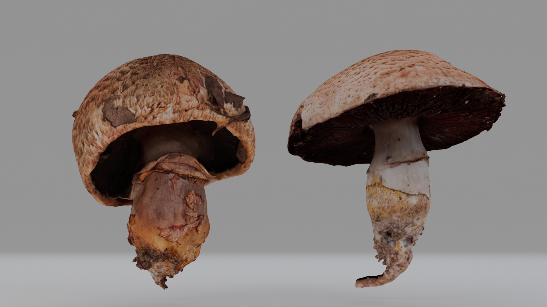Mushrooms - Wild Agaricus 3D Model - TurboSquid 2509796