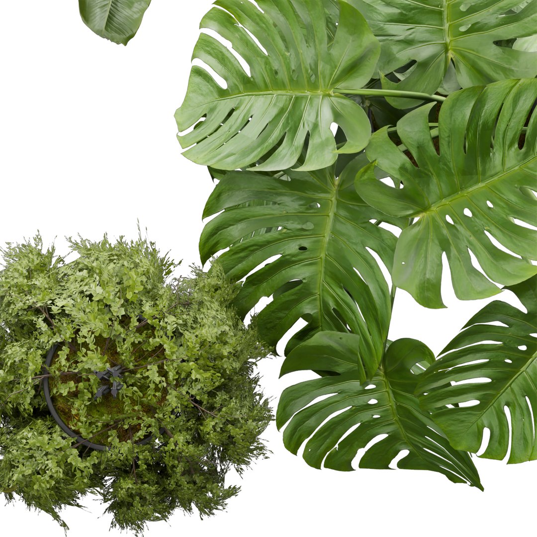 Collection Plant Vol 537 - Banana - Peace Lily - Palm - Hanging 3D ...