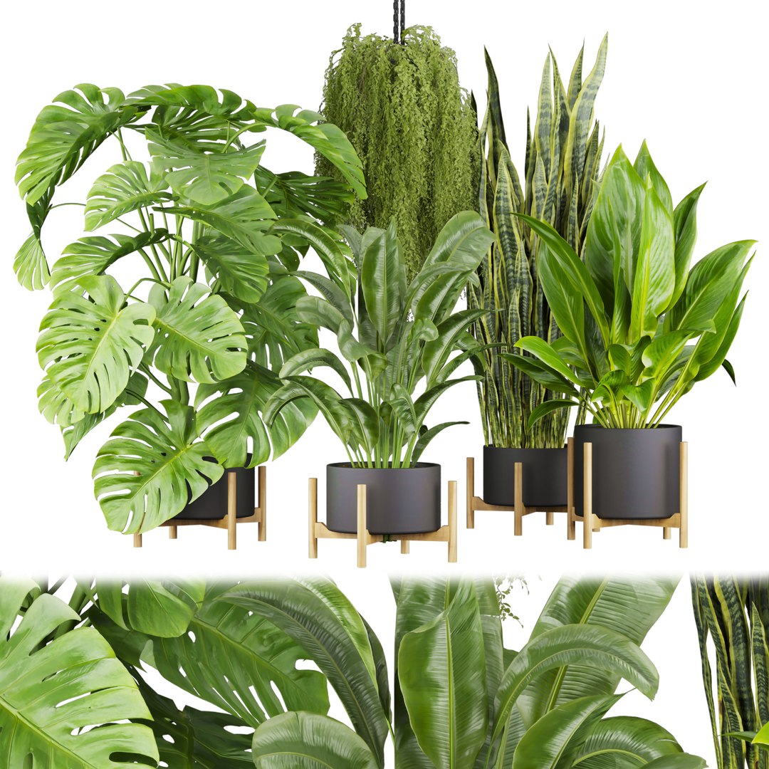Collection Plant Vol 537 - Banana - Peace Lily - Palm - Hanging 3D ...
