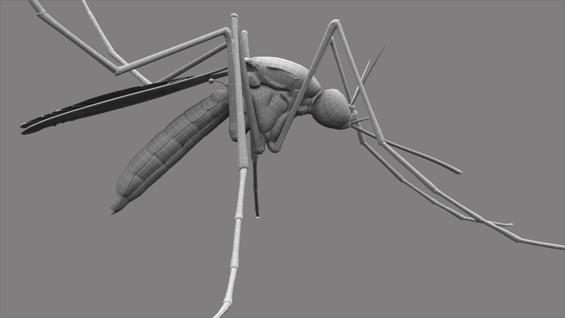 Mosquito 3D - TurboSquid 1584918