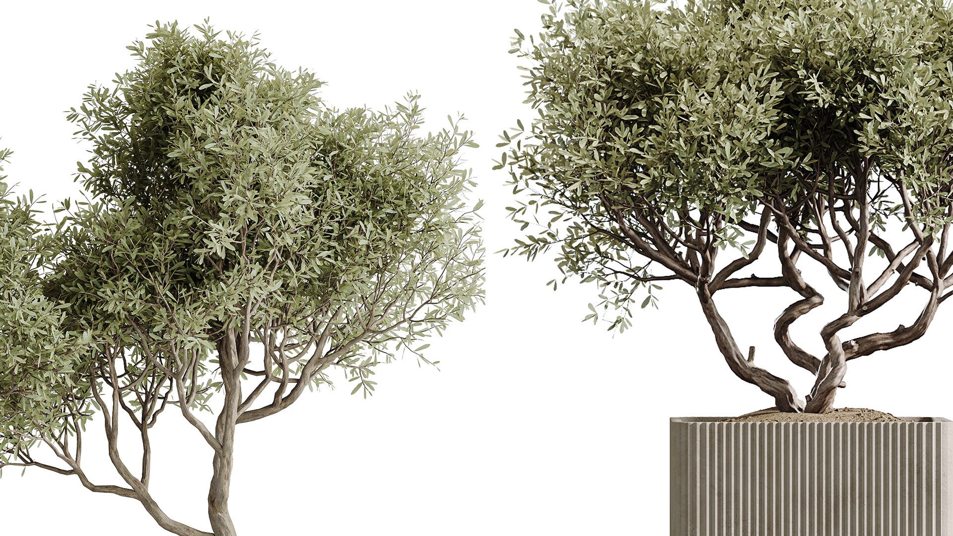 3D AV Indoor Plants Set 227 Mission Kalamata Leccino Arbequina Wilsonii Chemlali Olive ...