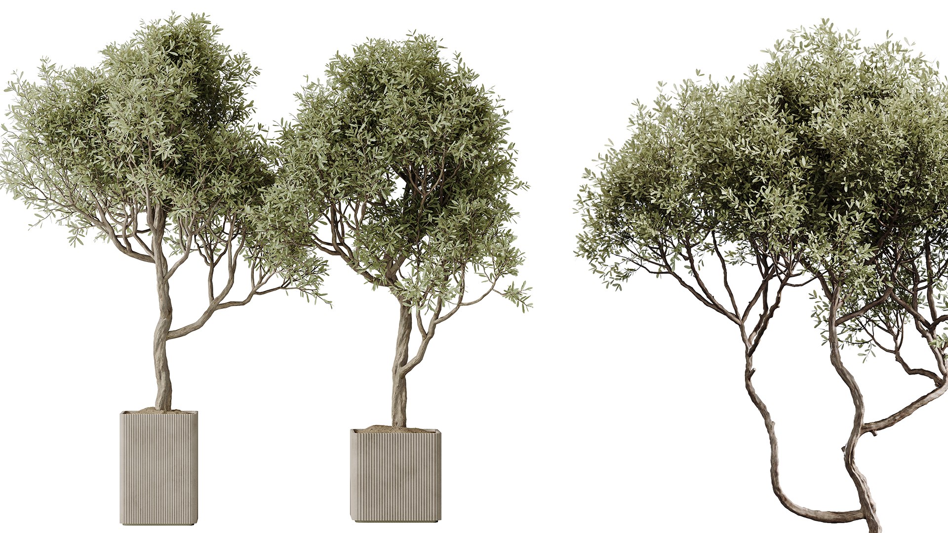 3D AV Indoor Plants Set 227 Mission Kalamata Leccino Arbequina Wilsonii Chemlali Olive ...