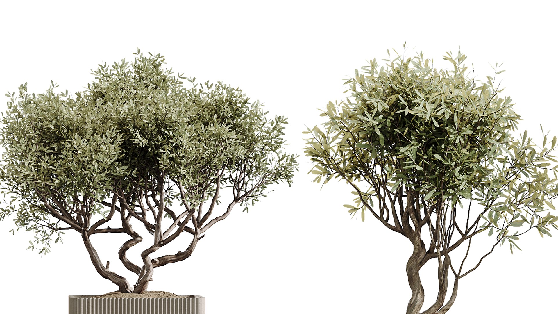 3D AV Indoor Plants Set 227 Mission Kalamata Leccino Arbequina Wilsonii Chemlali Olive ...