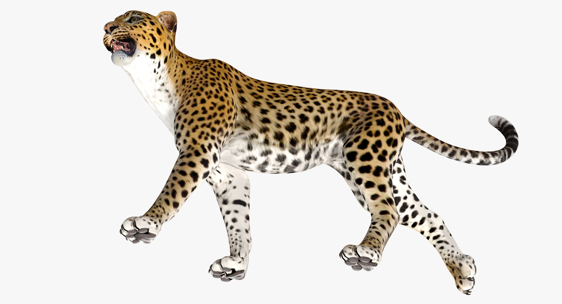 3D Leopard Walking Pose - TurboSquid 1297543