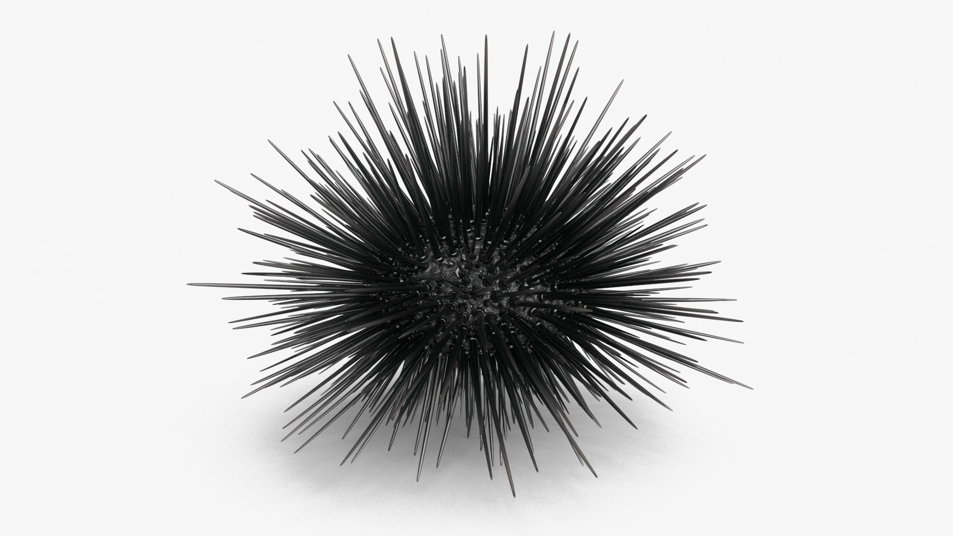 Black Sea Urchin 3D Model - TurboSquid 2241936