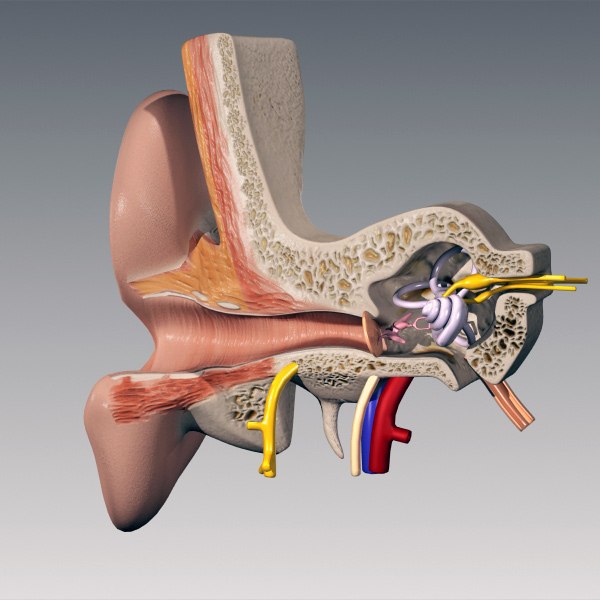 3d model inner ear human eye