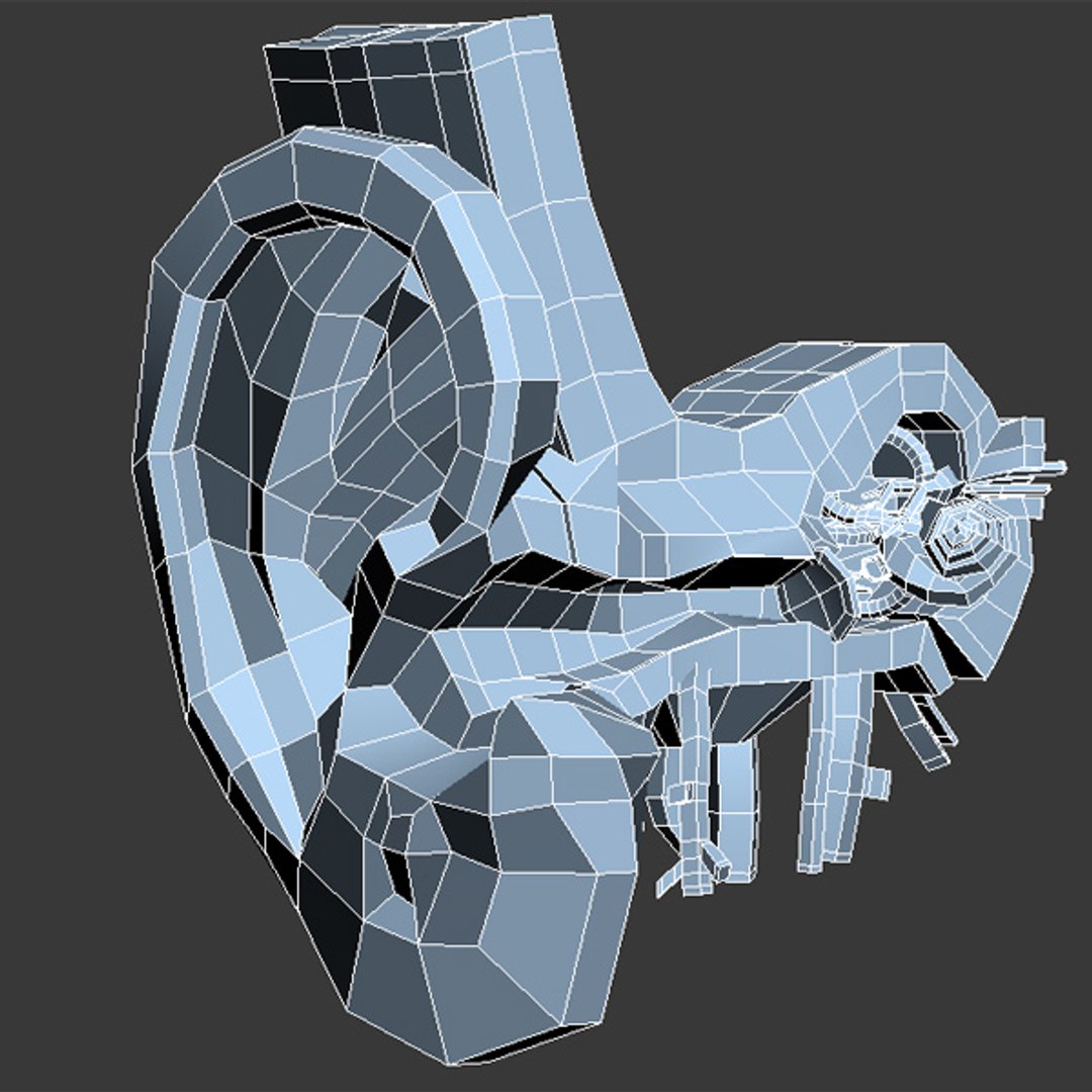 3d Model Inner Ear Human Eye