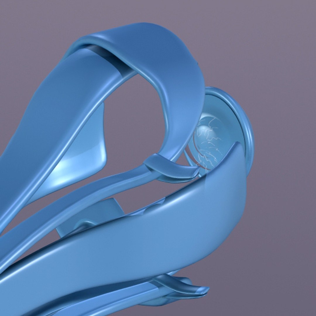 3d Model Inner Ear Human Eye