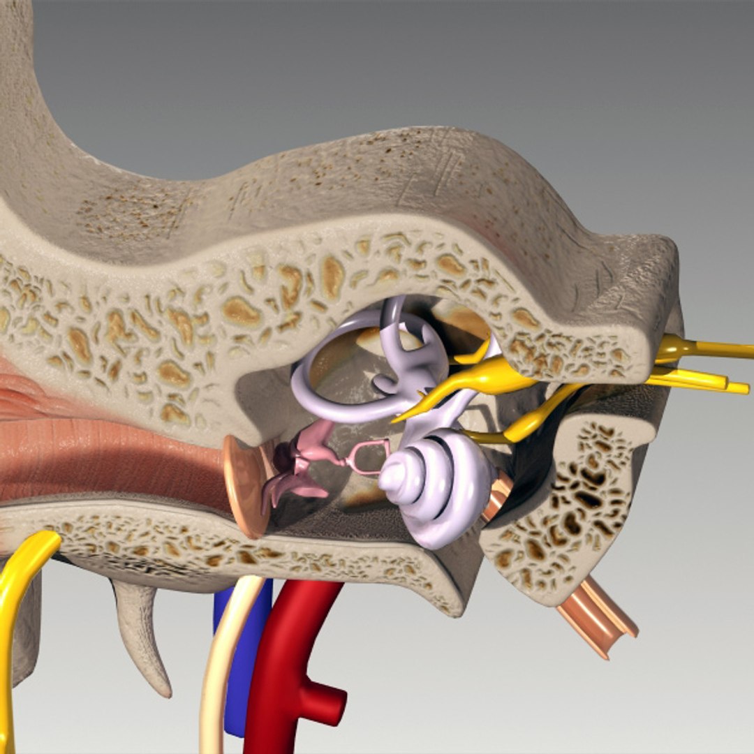 3d model inner ear human eye