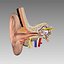 3d model inner ear human eye