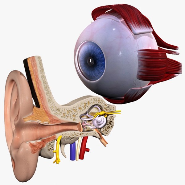3D Eardrum Models | TurboSquid