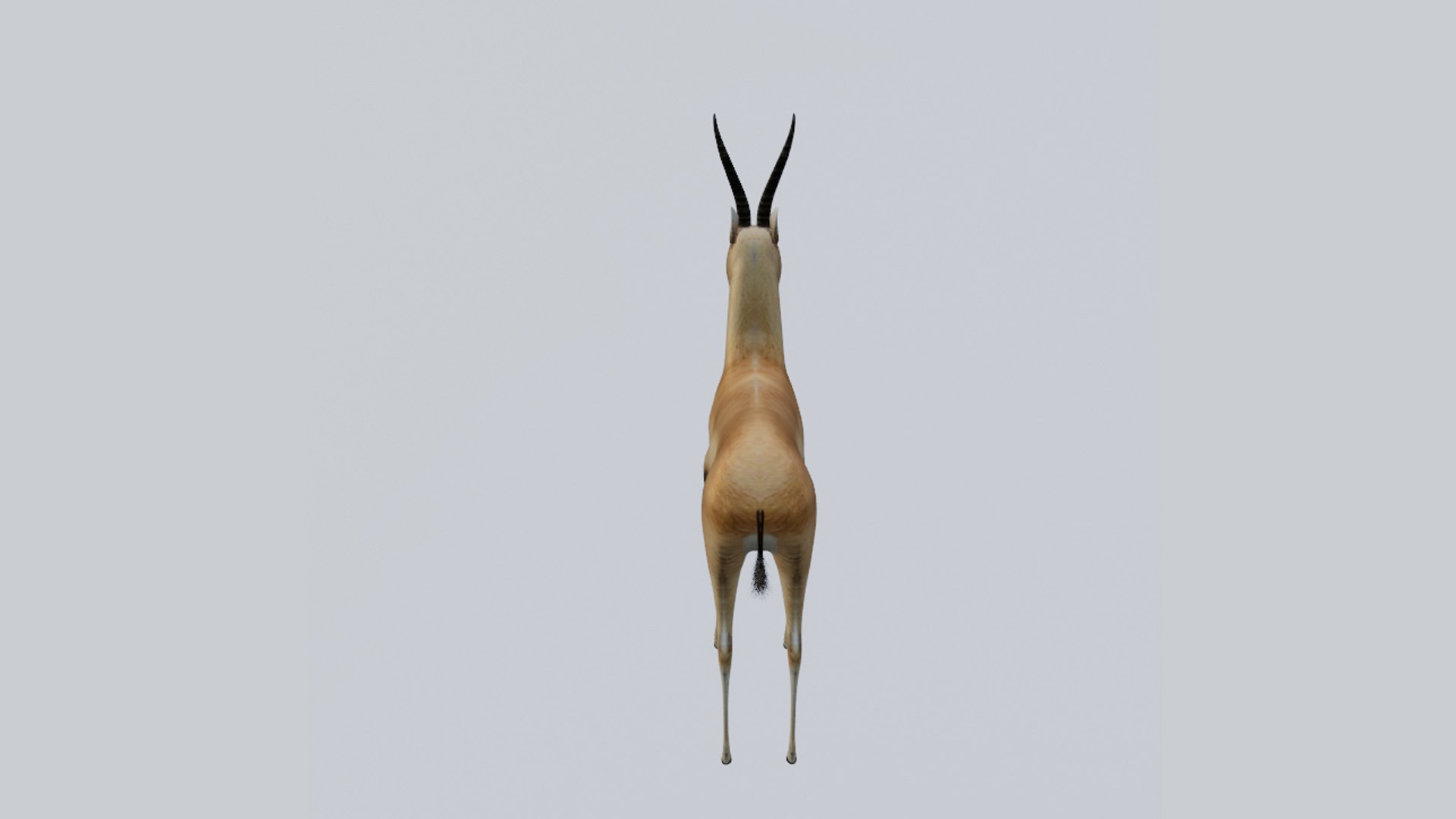 Antelope Animated Model - TurboSquid 2167892