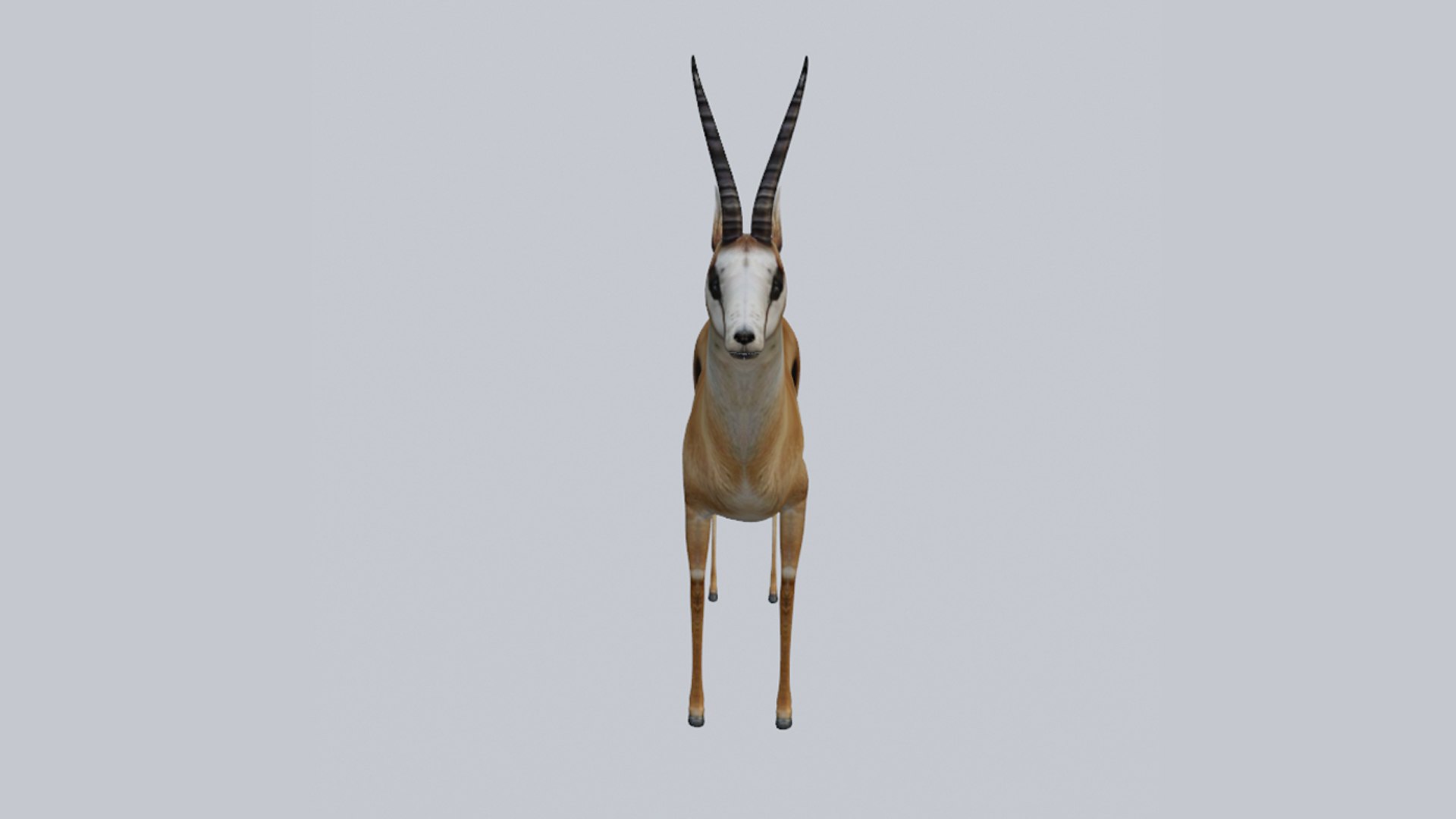 Antelope Animated Model - TurboSquid 2167892
