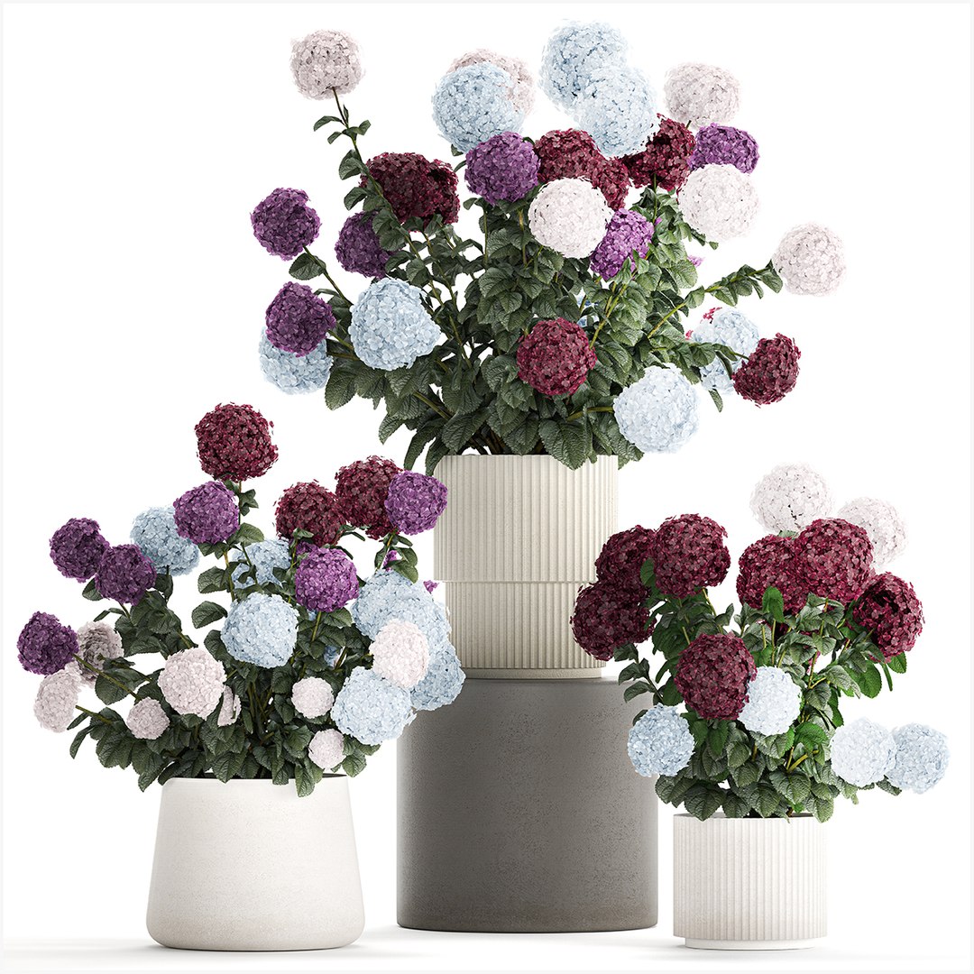 3D Beautiful hydrangea bushes in flower pots for decoration 1290 ...