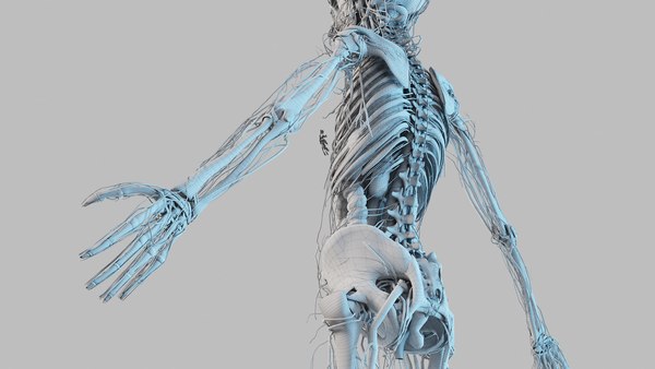 Full Kid Girl Anatomy Blender Static 3D model - TurboSquid 1819590