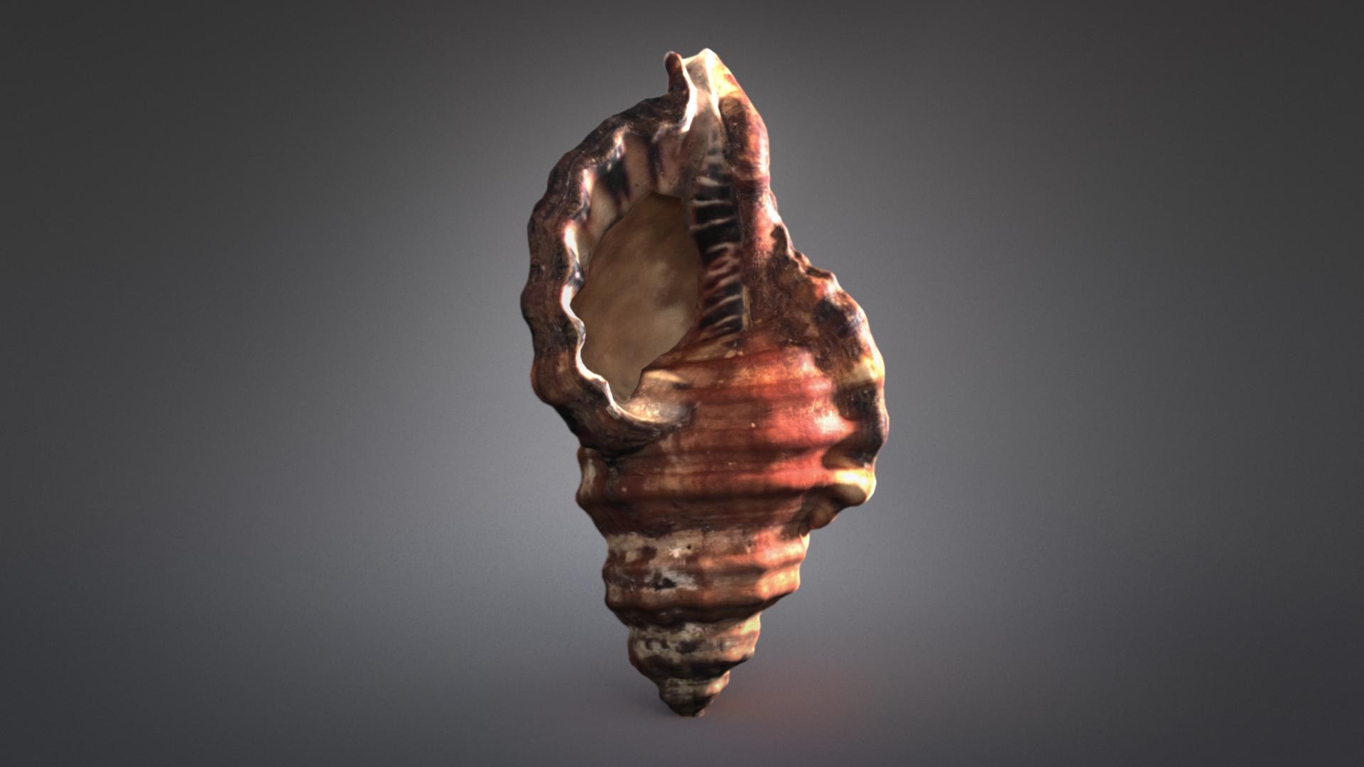 Seashell 3D Model - TurboSquid 1757655