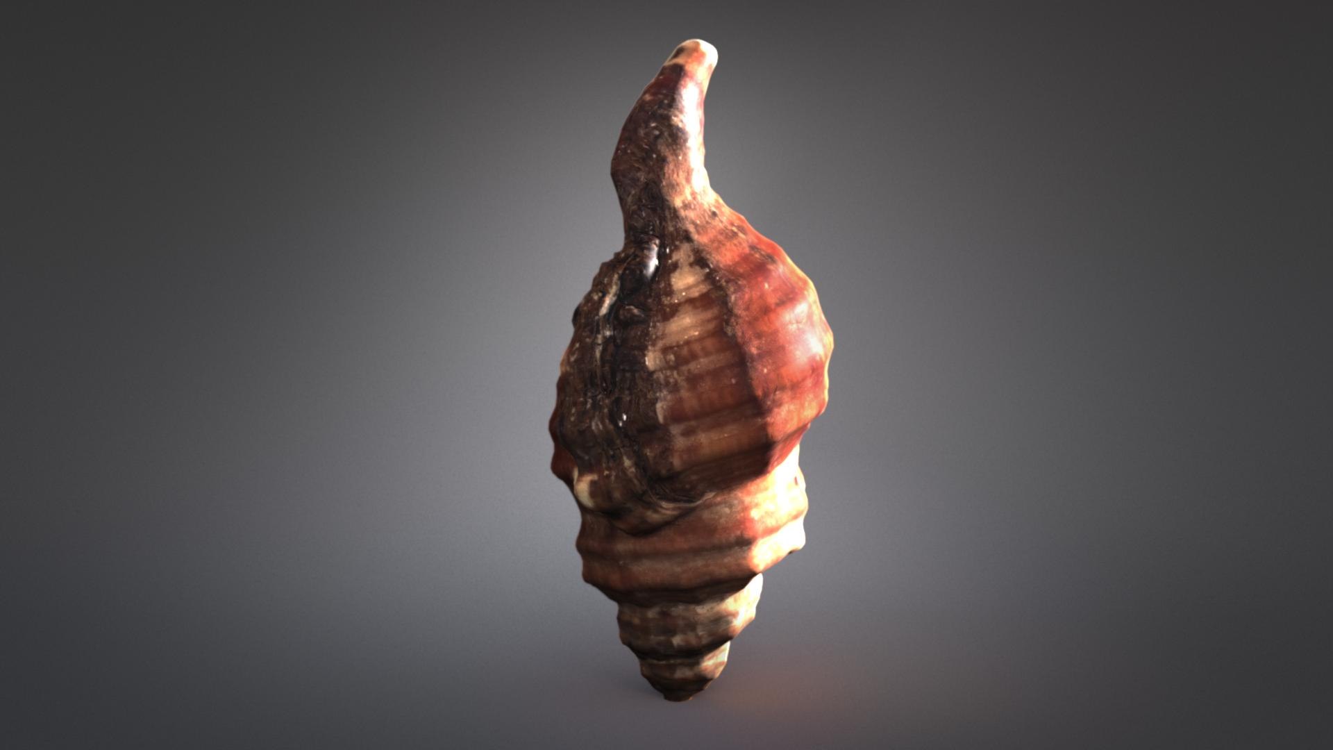 Seashell 3D Model - TurboSquid 1757655