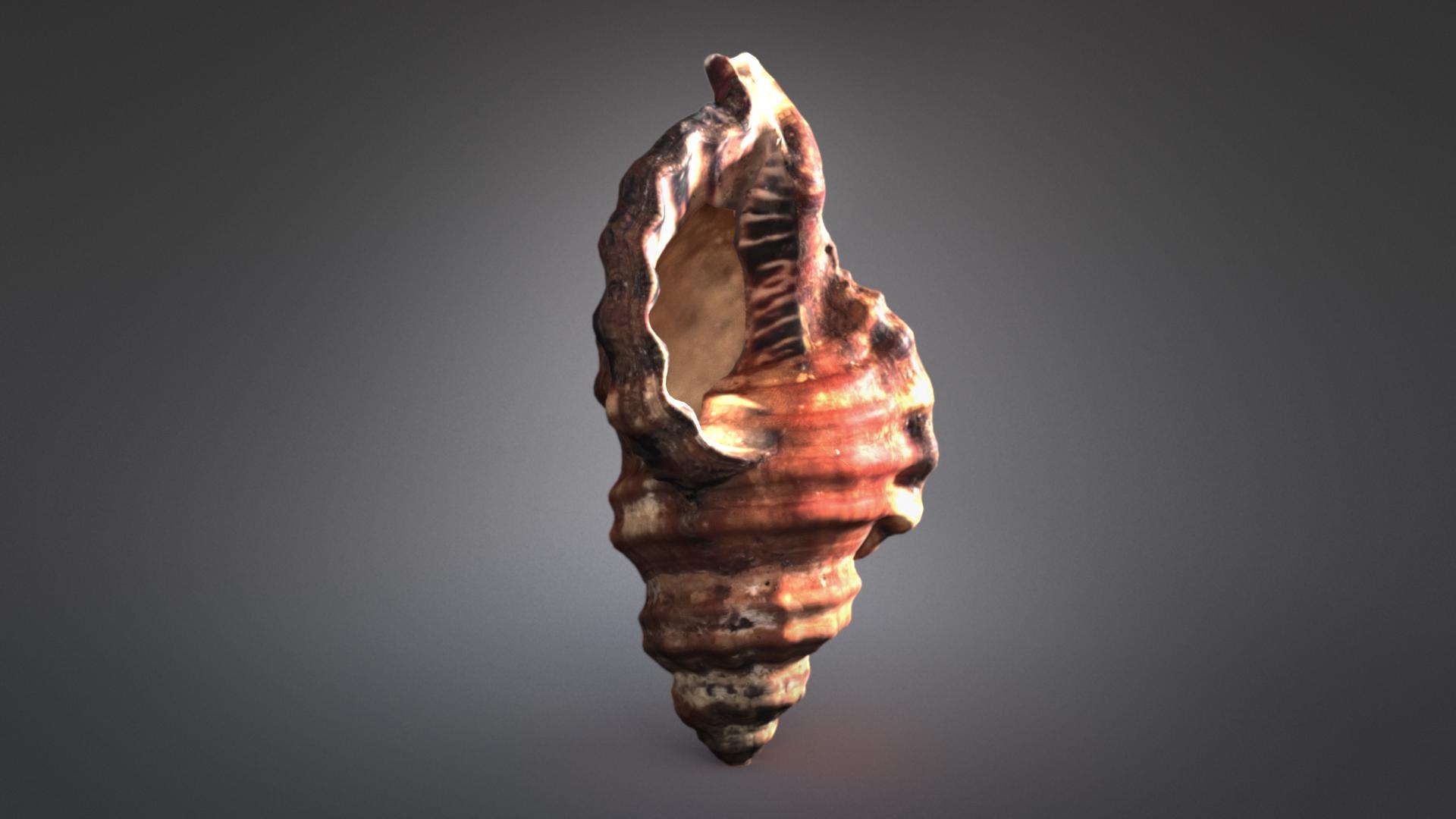 Seashell 3D Model - TurboSquid 1757655