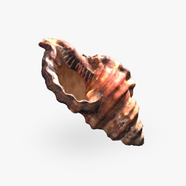 Seashell 3D model - TurboSquid 1757655