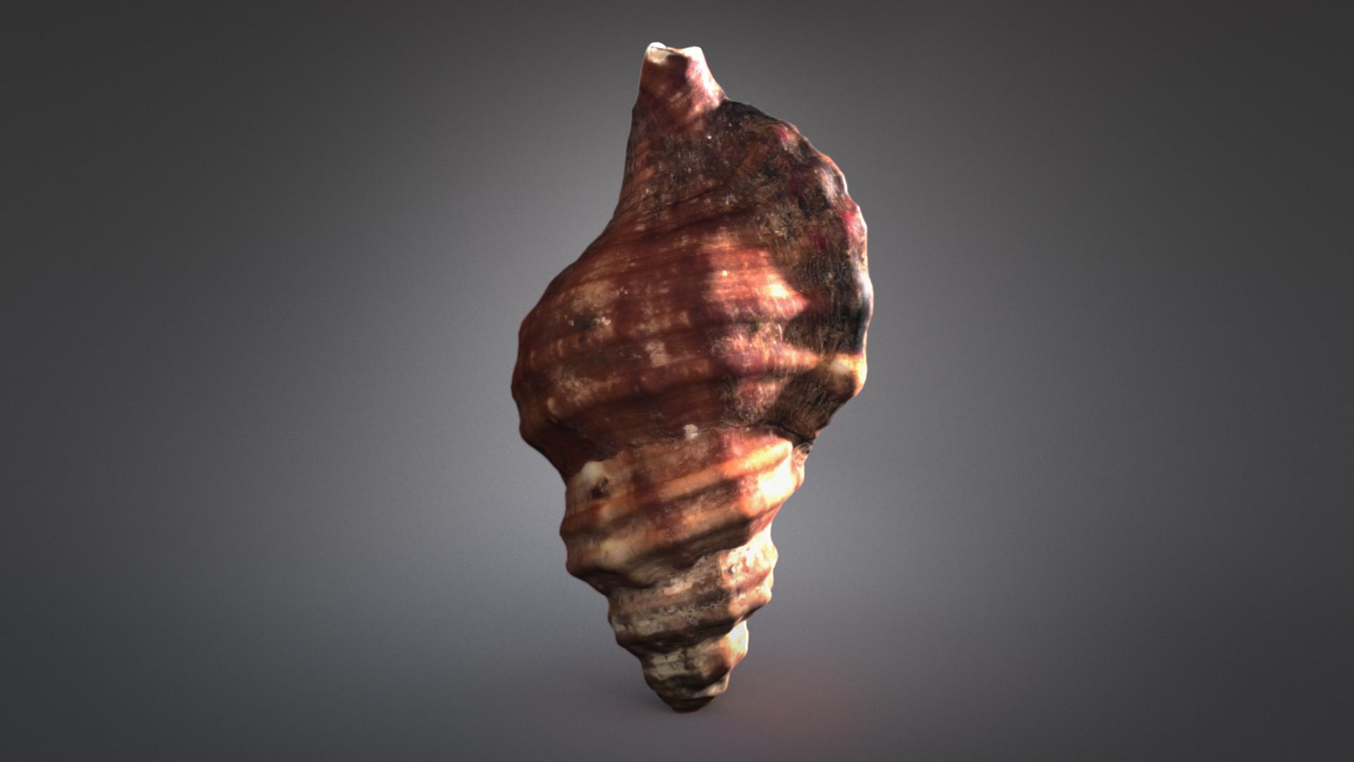 Seashell 3D Model - TurboSquid 1757655