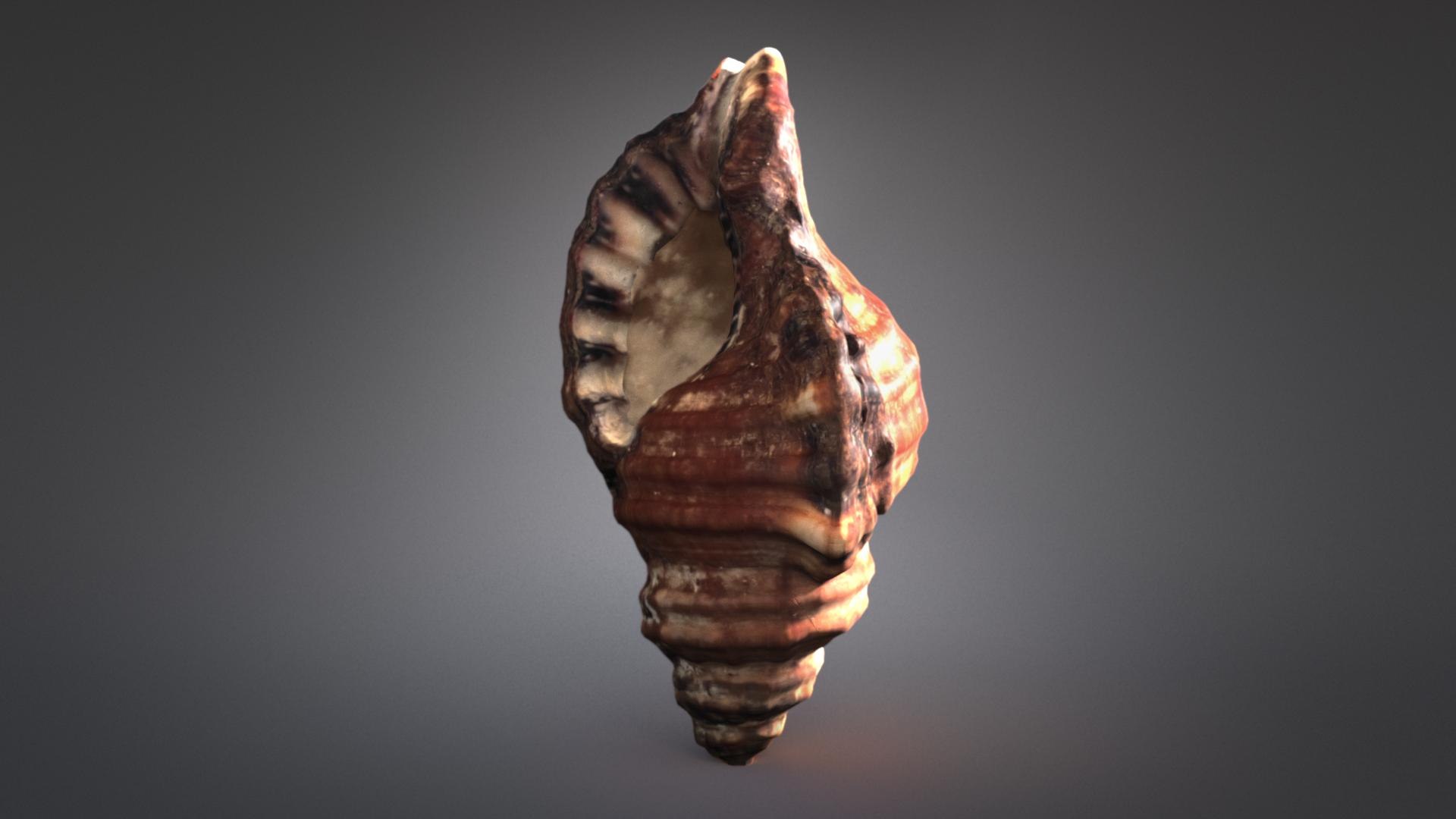Seashell 3D Model - TurboSquid 1757655